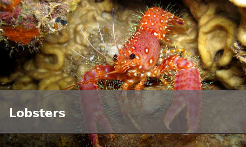 Marine Invertebrate Species Profiles :: AquariumDomain.com