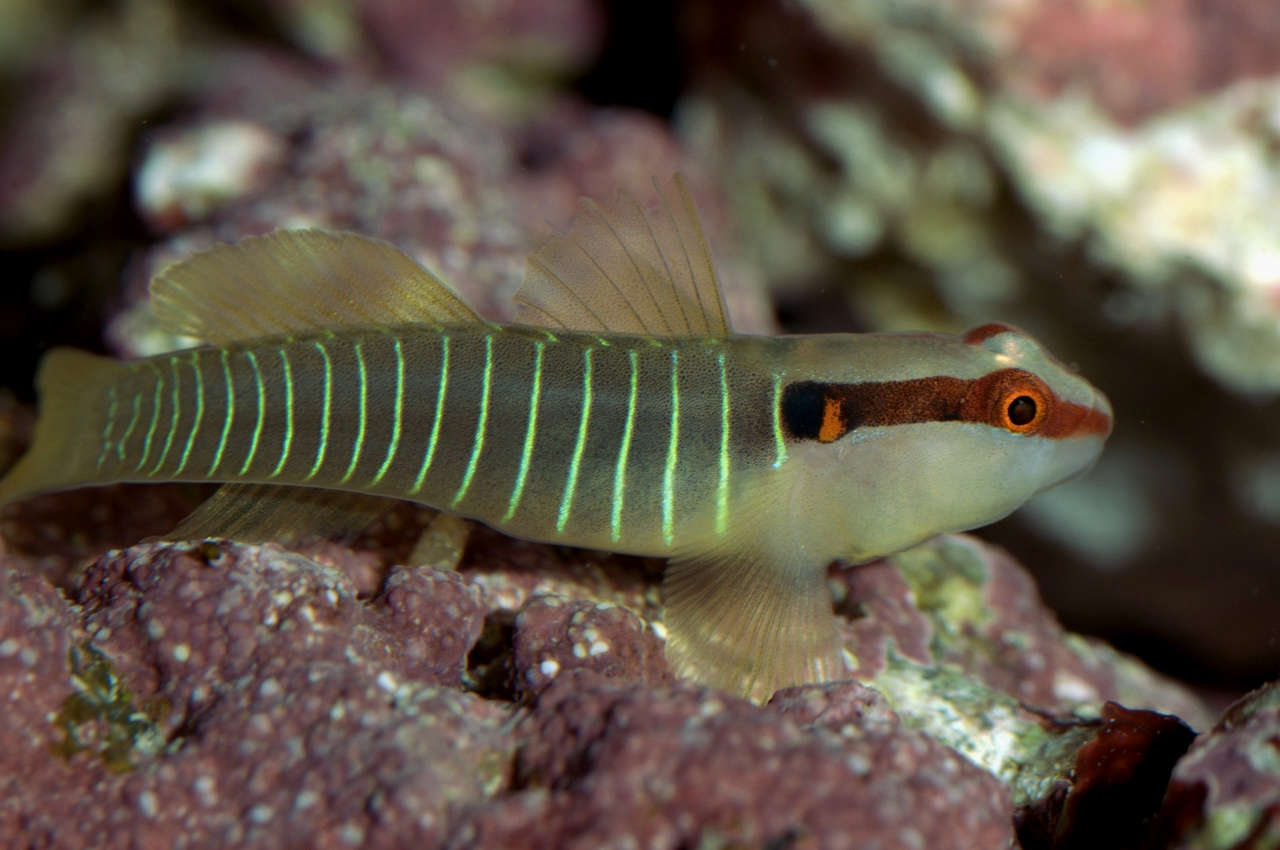 Green Banded Goby