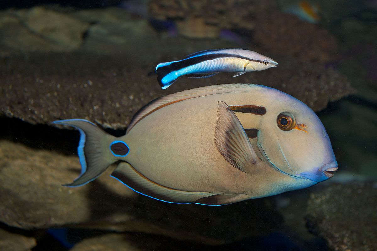Tennenti Tang
