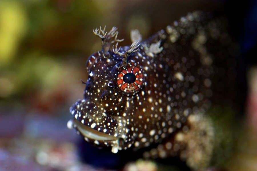Starry Blenny